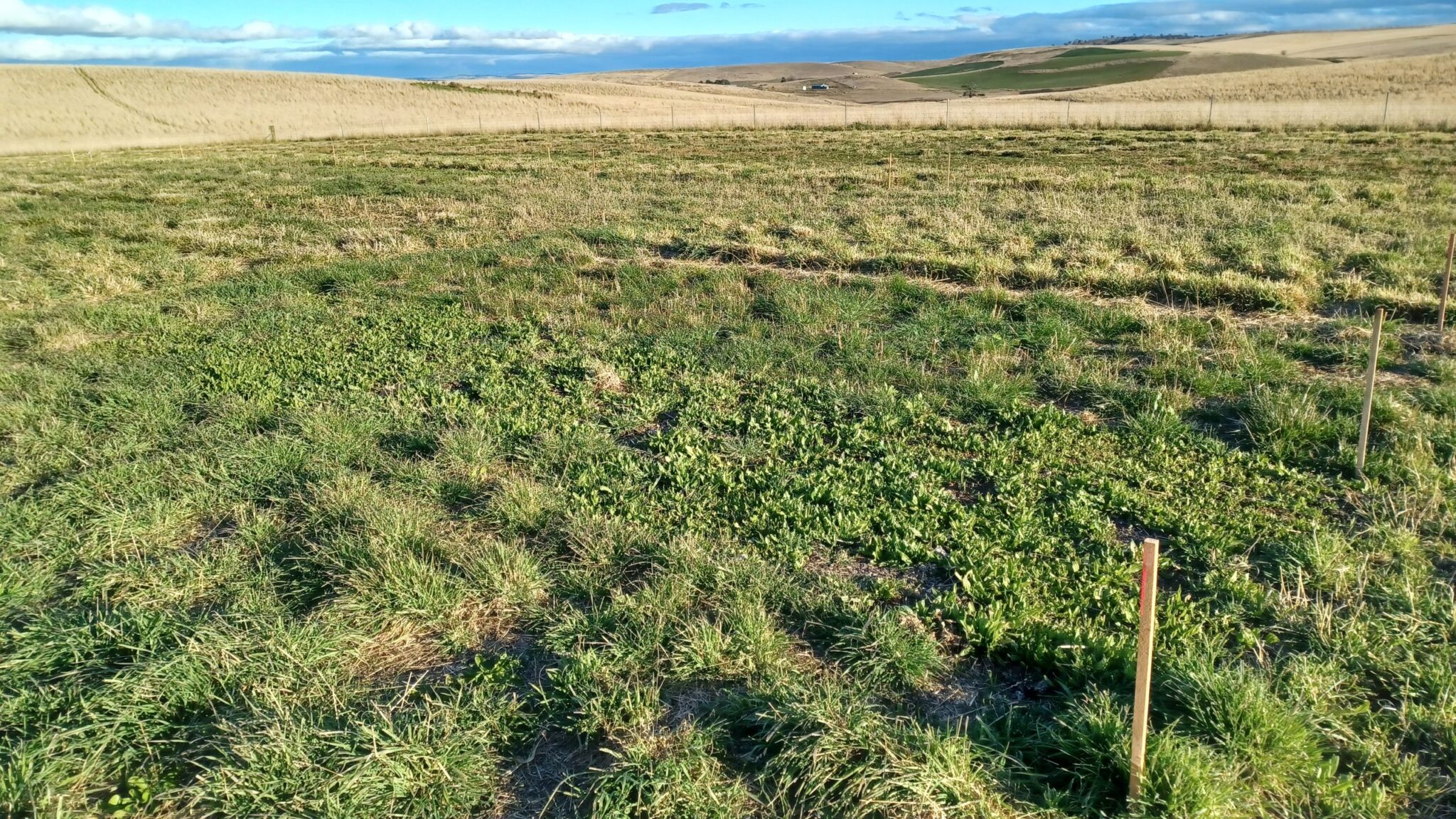 Resilient Pastures Project - Monaro Farming Systems